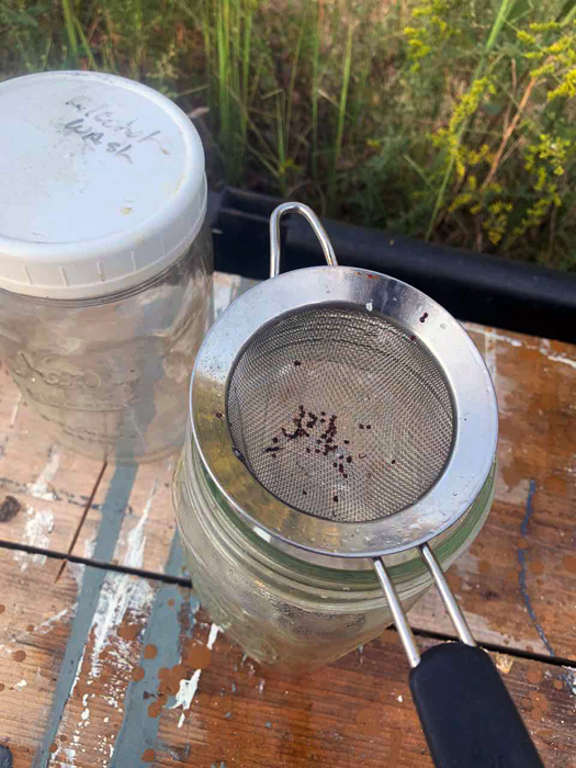Conduct an Alcohol Wash for Varroa Mite Monitoring - Backyard Beekeeping